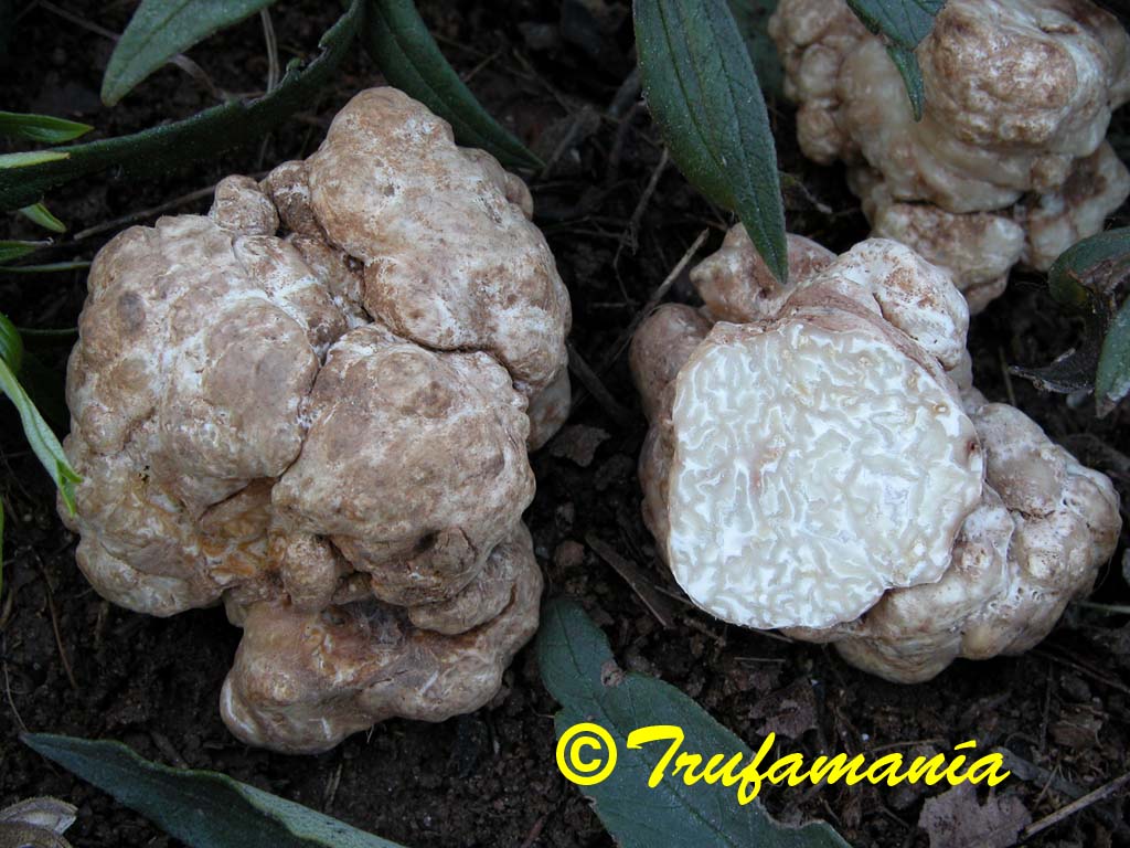 Trufamania - false truffles