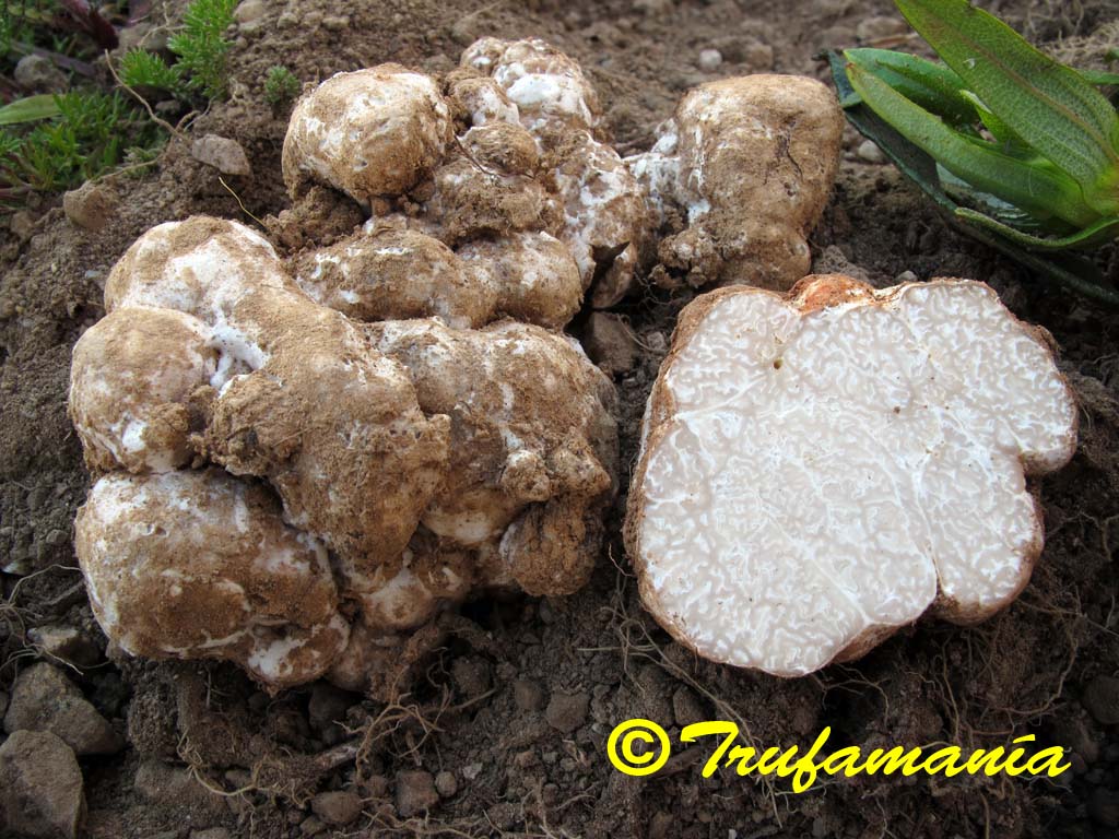 Trufamania - Las falsas trufas