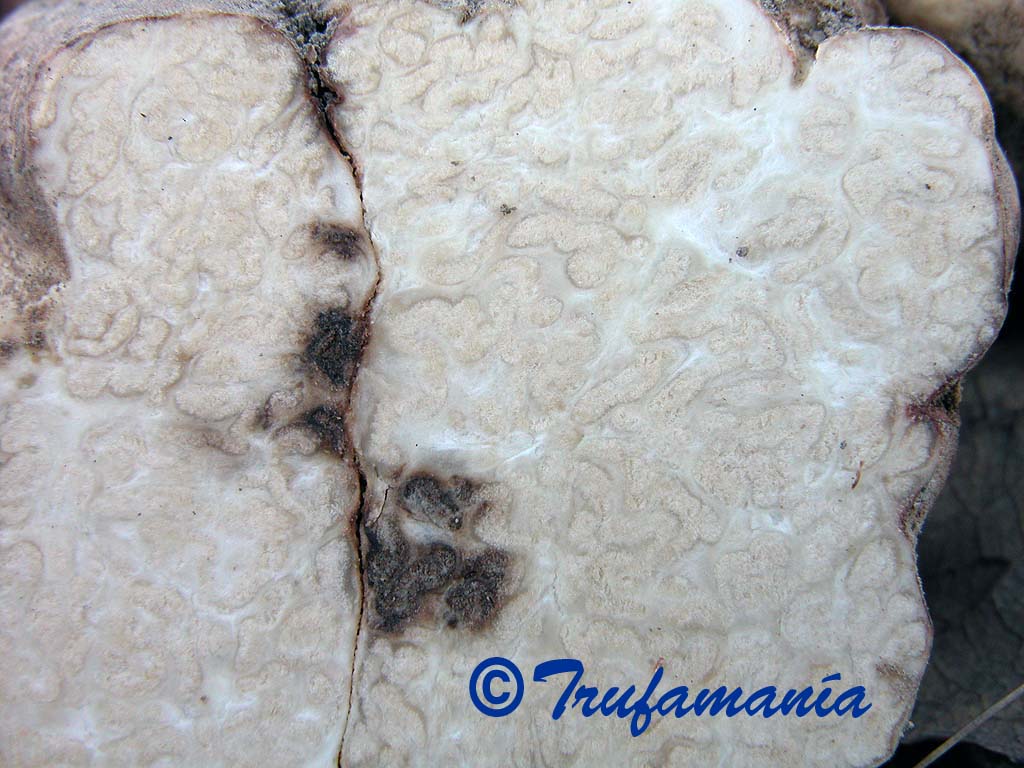 Trufamania - false truffles