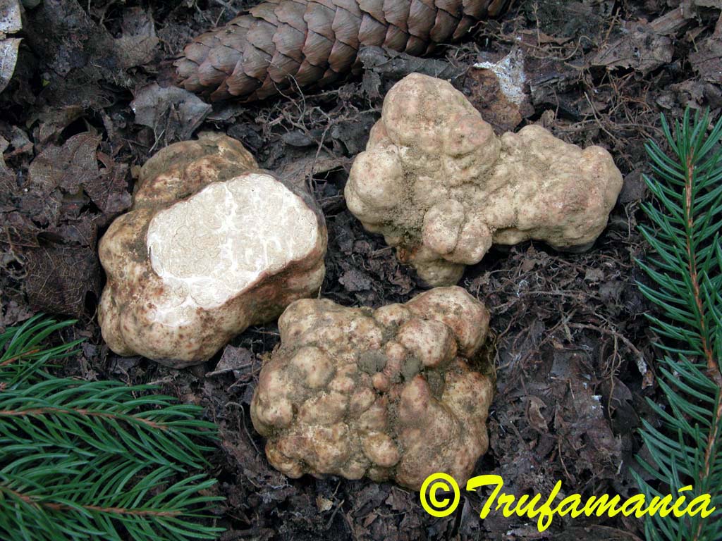 Trufamania - false truffles