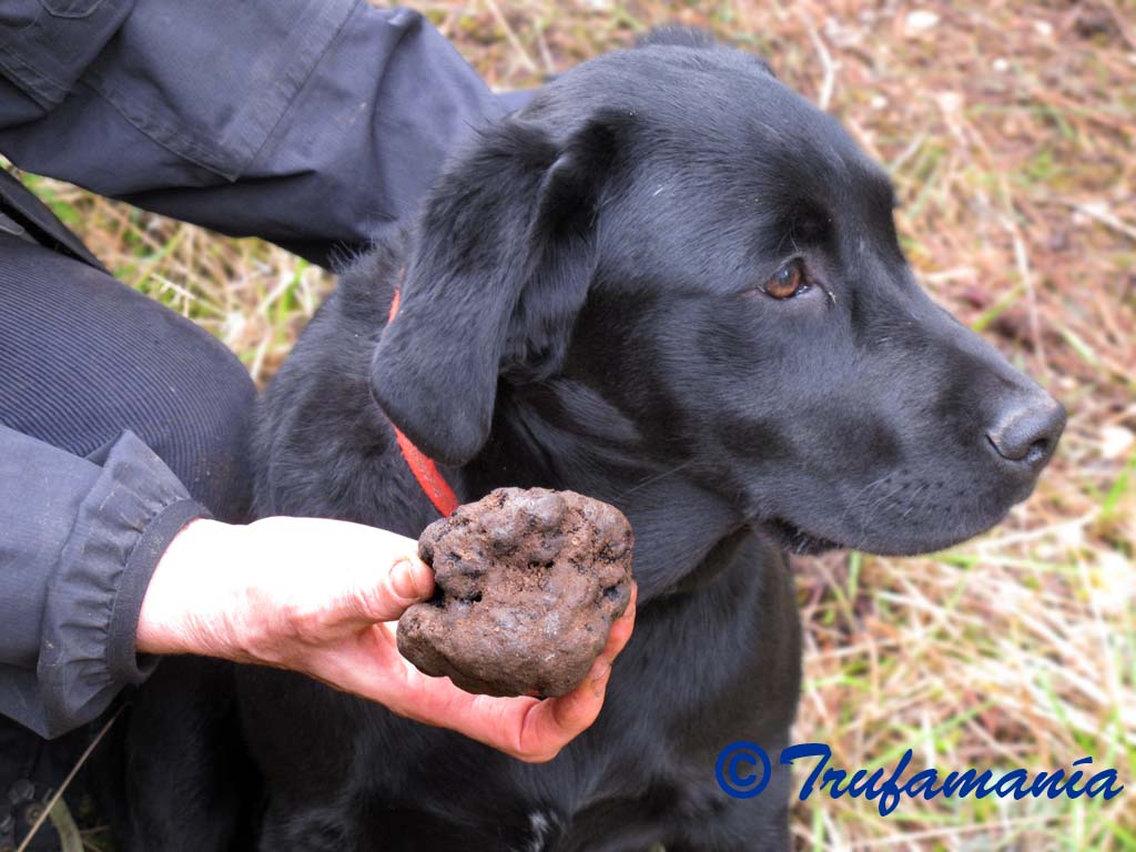 Trufamania fotos perros truferos