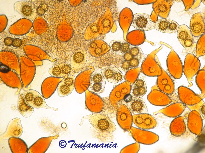 desert truffles Trufamania