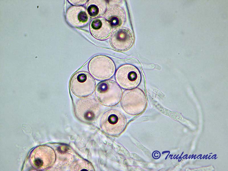 desert truffles Trufamania