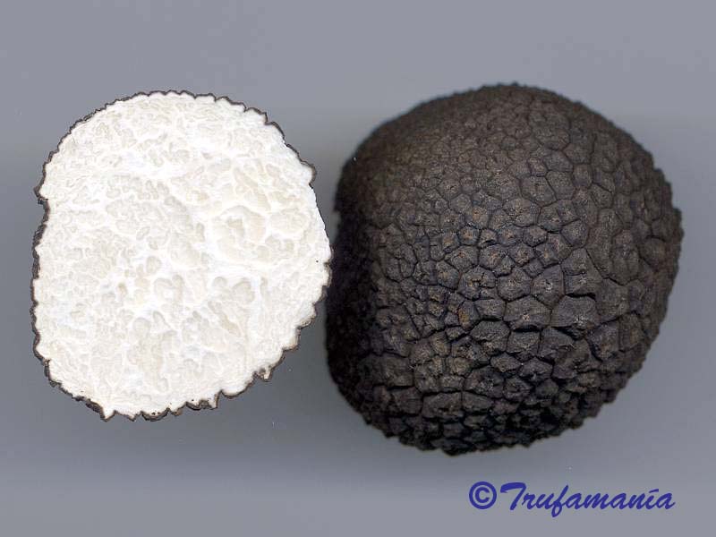 desert truffles Trufamania
