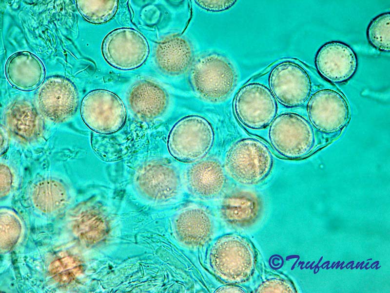 desert truffles Trufamania