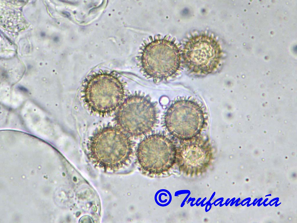 desert truffles Trufamania