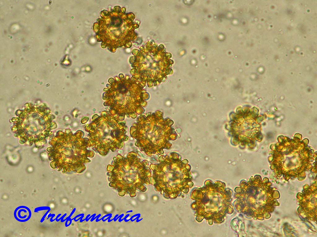 Trufamania - Terfezias-trufas del desierto