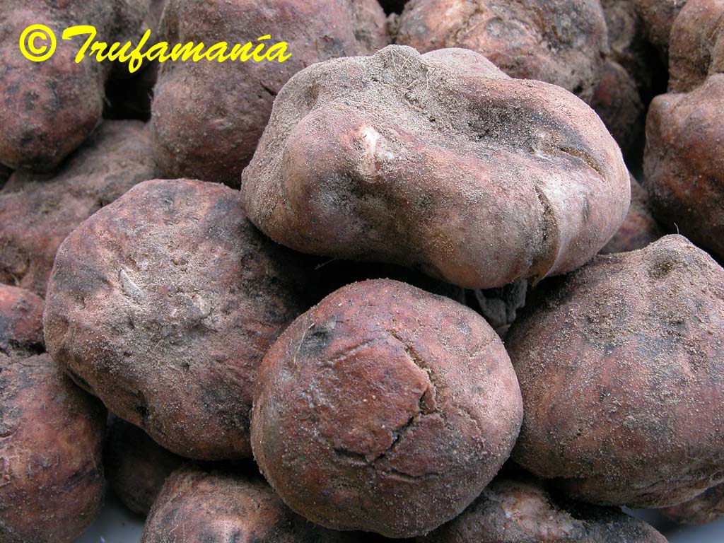 Terfezia claveryi full description