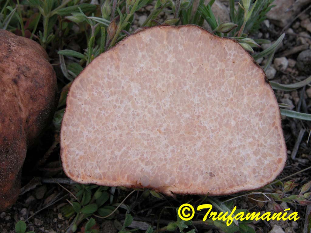 Terfezia claveryi full description