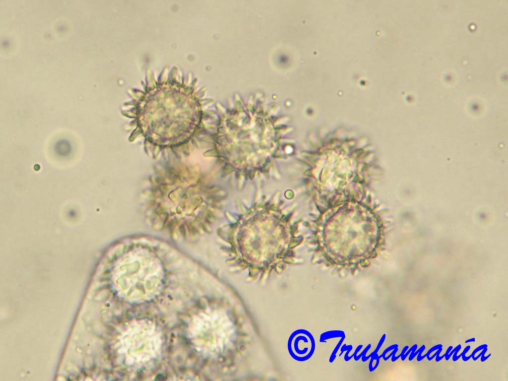 desert truffles Trufamania