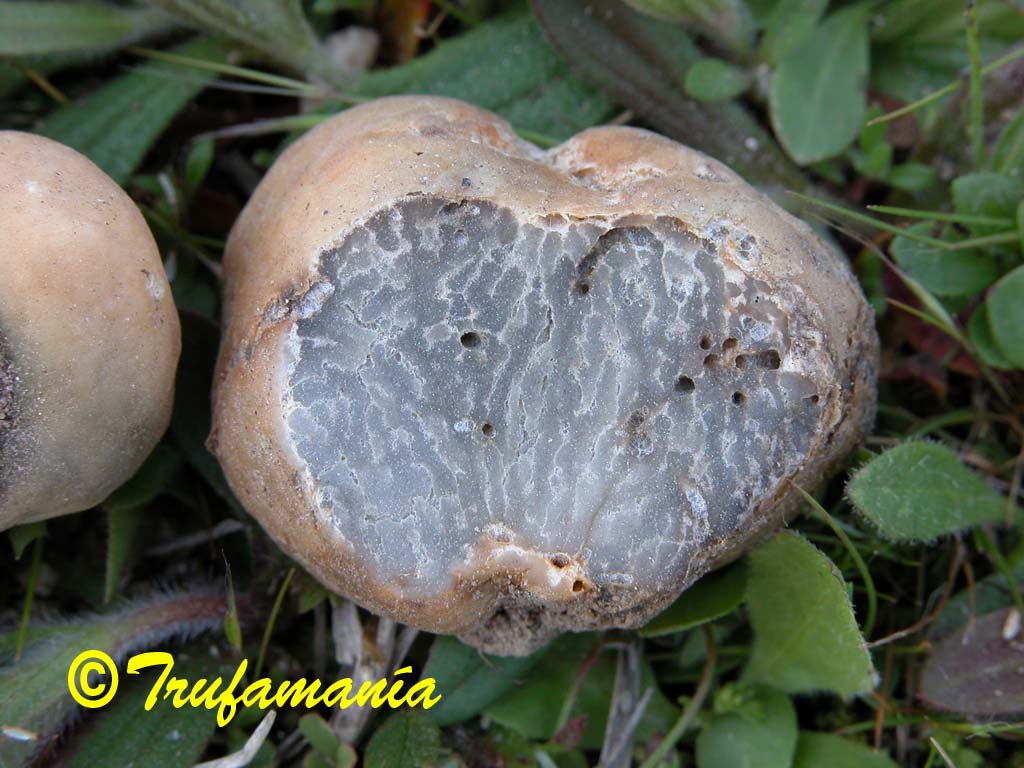 Terfezia extremadurensis full description