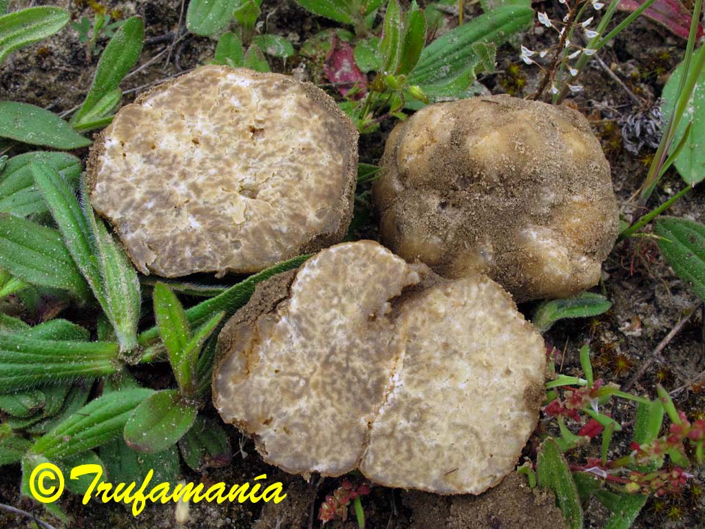 Terfezia extremadurensis full description