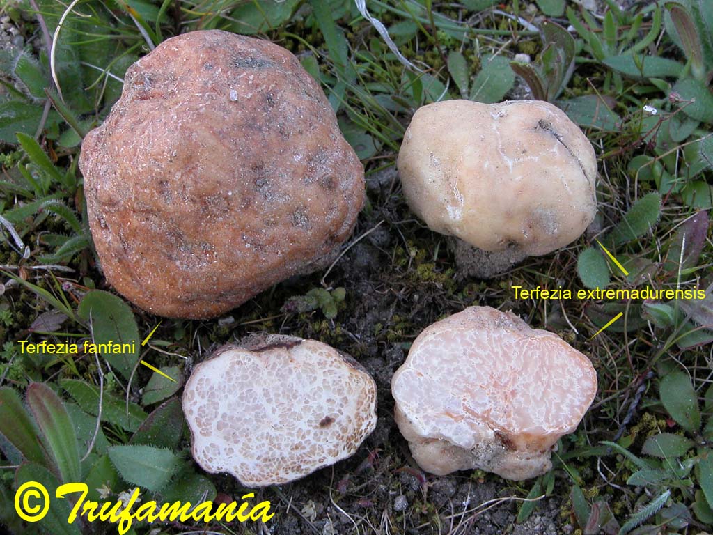 Terfezia extremadurensis
