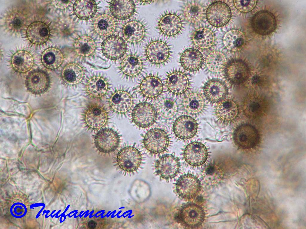 desert truffles Trufamania