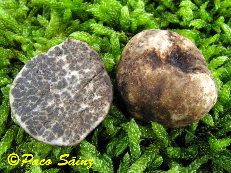 Trufamania - Terfezias-trufas del desierto