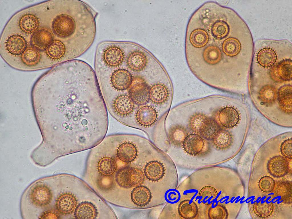 desert truffles Trufamania