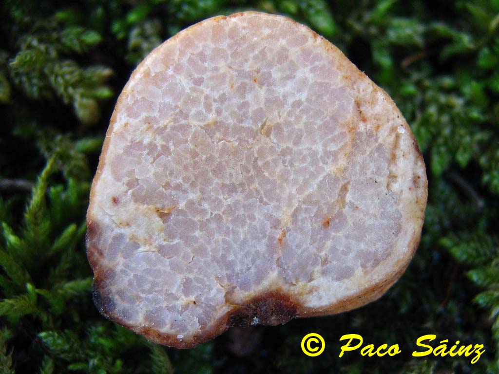 Terfezia pini full description