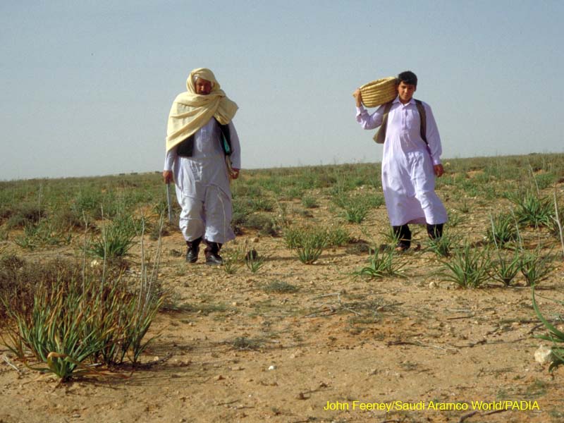 desert truffles Trufamania