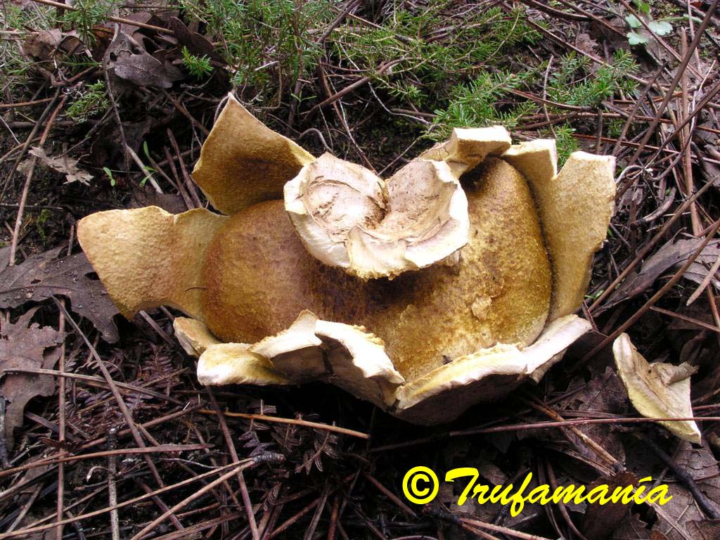 Trufamania - false truffles