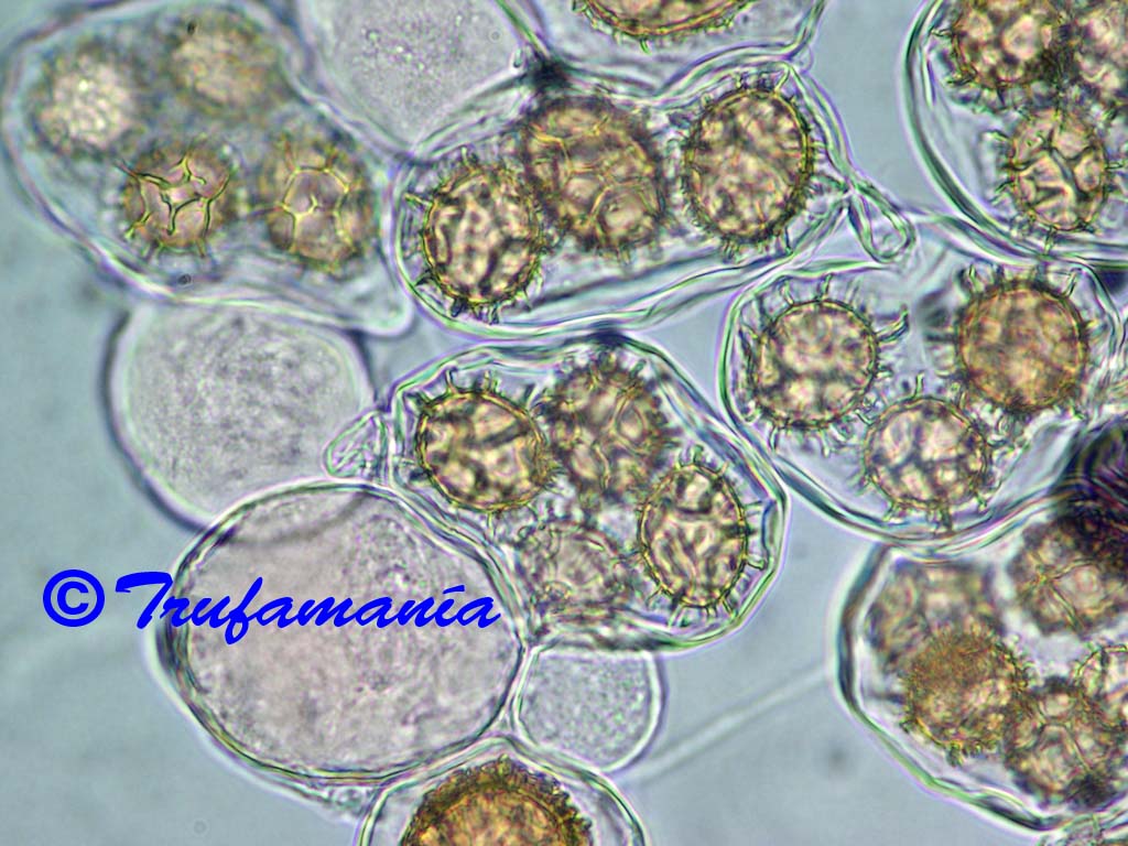 Tuber aestivum full description