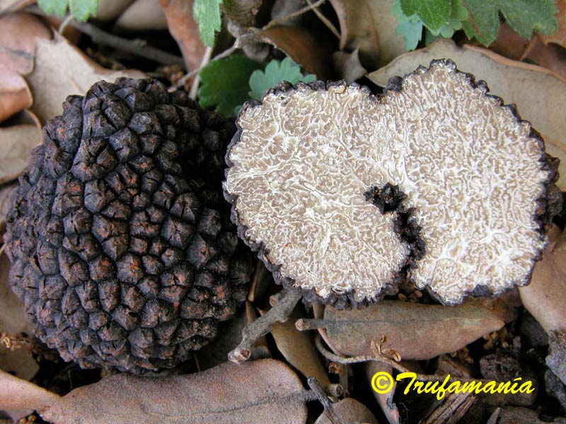 Tuber aestivum full description
