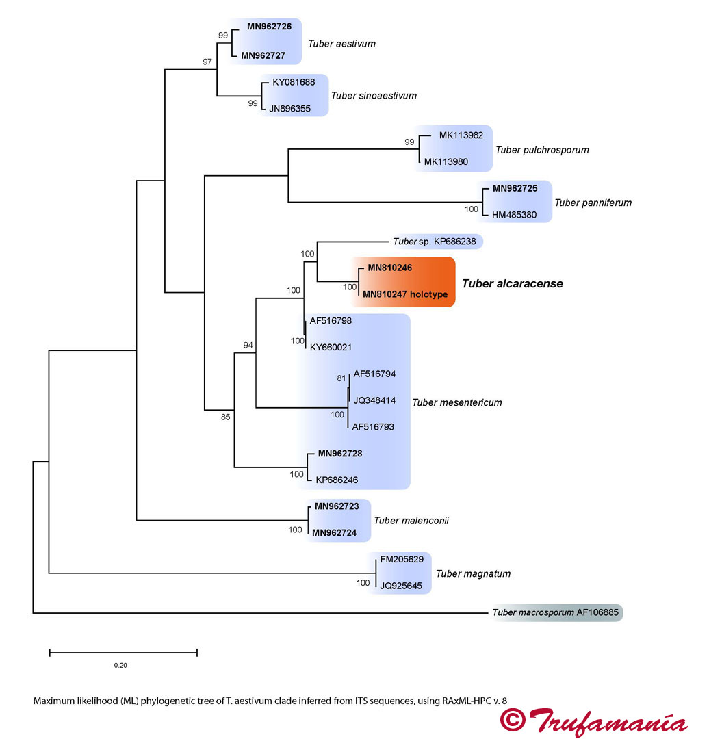 Tuber alcaracense full description