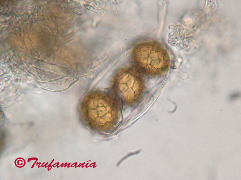 Tuber alcaracense full description