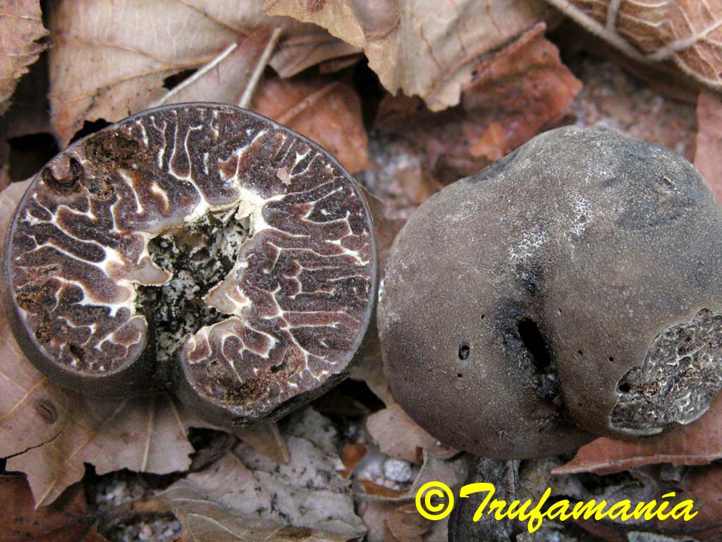 Tuber excavatum full description