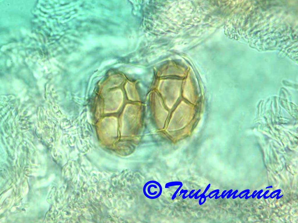 Tuber excavatum full description