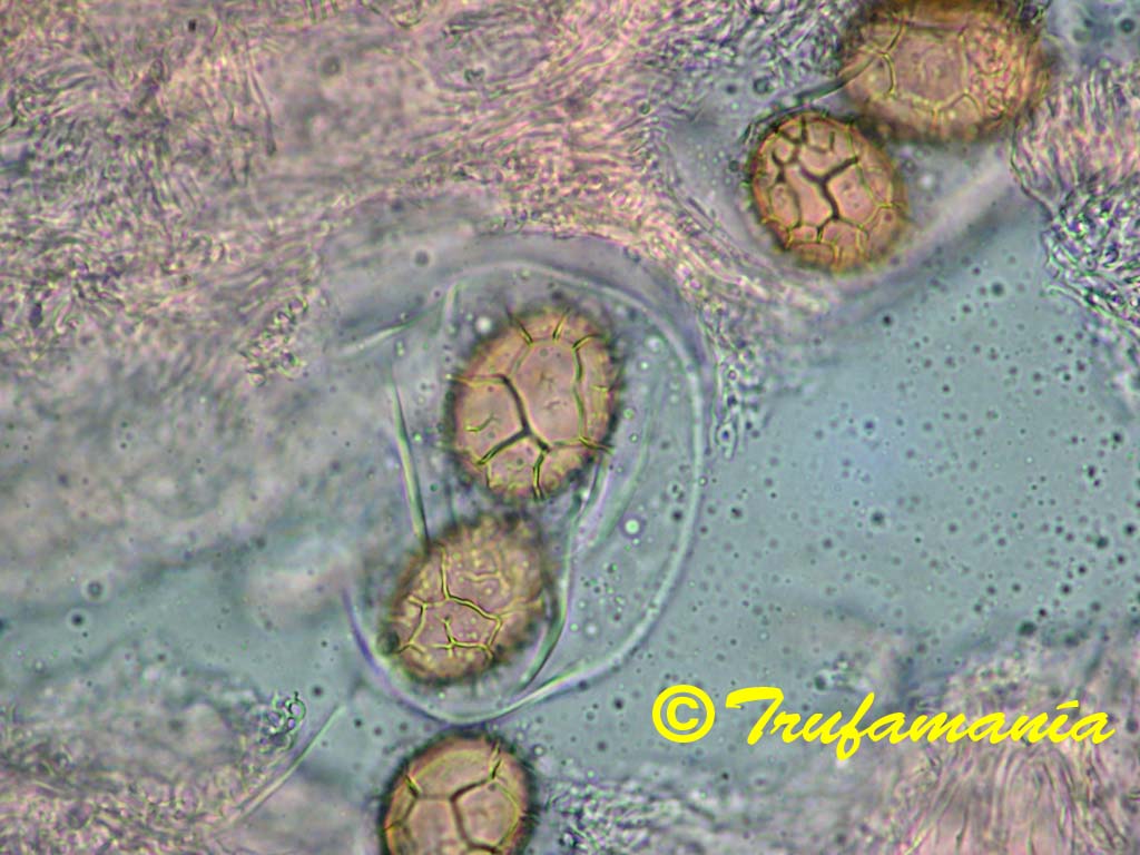 Tuber excavatum full description