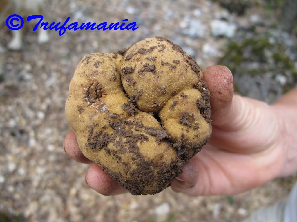 Tuber excavatum full description