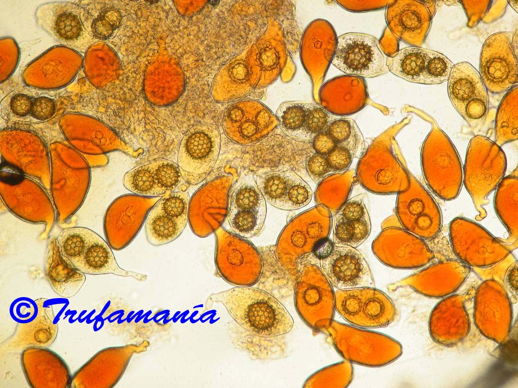 Tuber gennadii - species account, habitat and microscopy | Trufamania