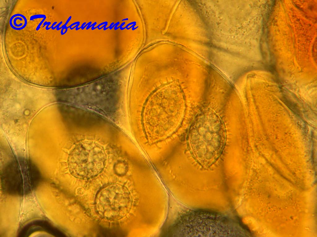Tuber gennadii - species account, habitat and microscopy | Trufamania