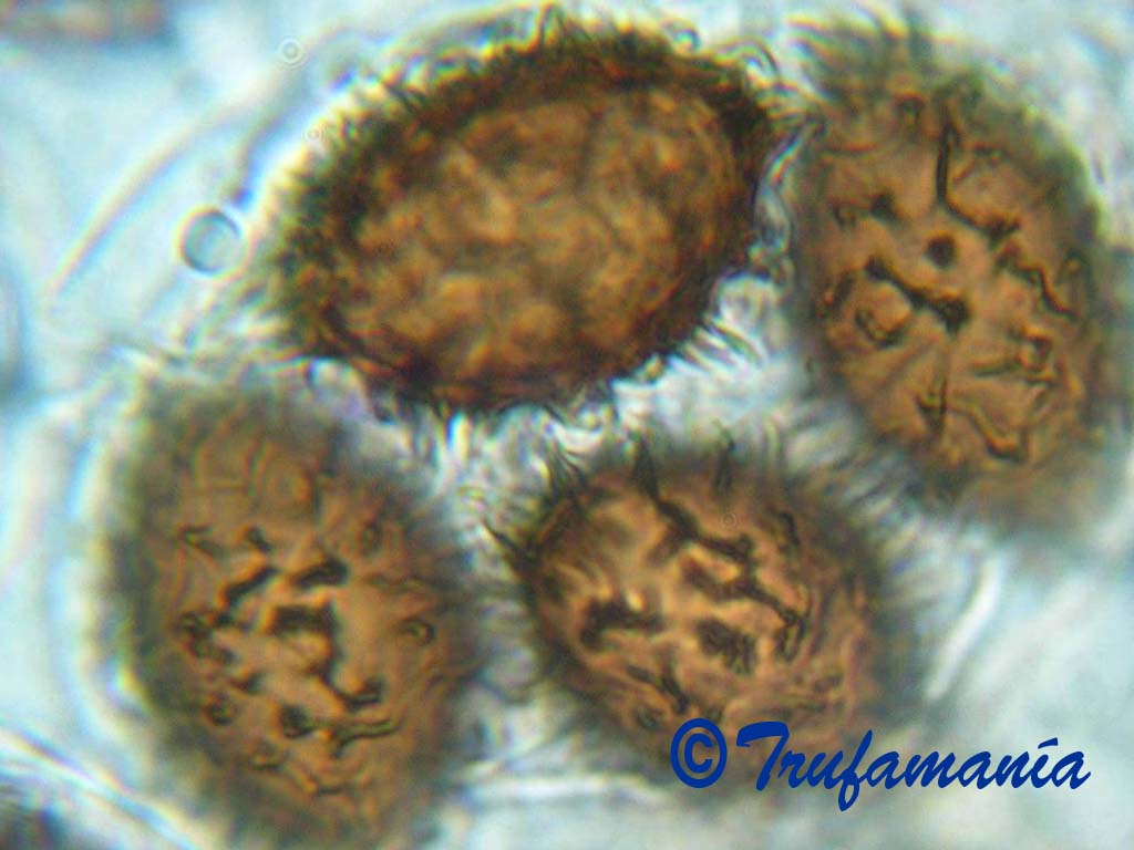 Tuber indicum full description