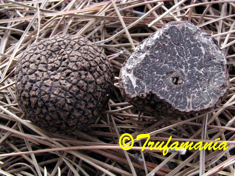 Tuber indicum full description