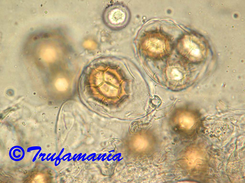 Tuber magnatum full description