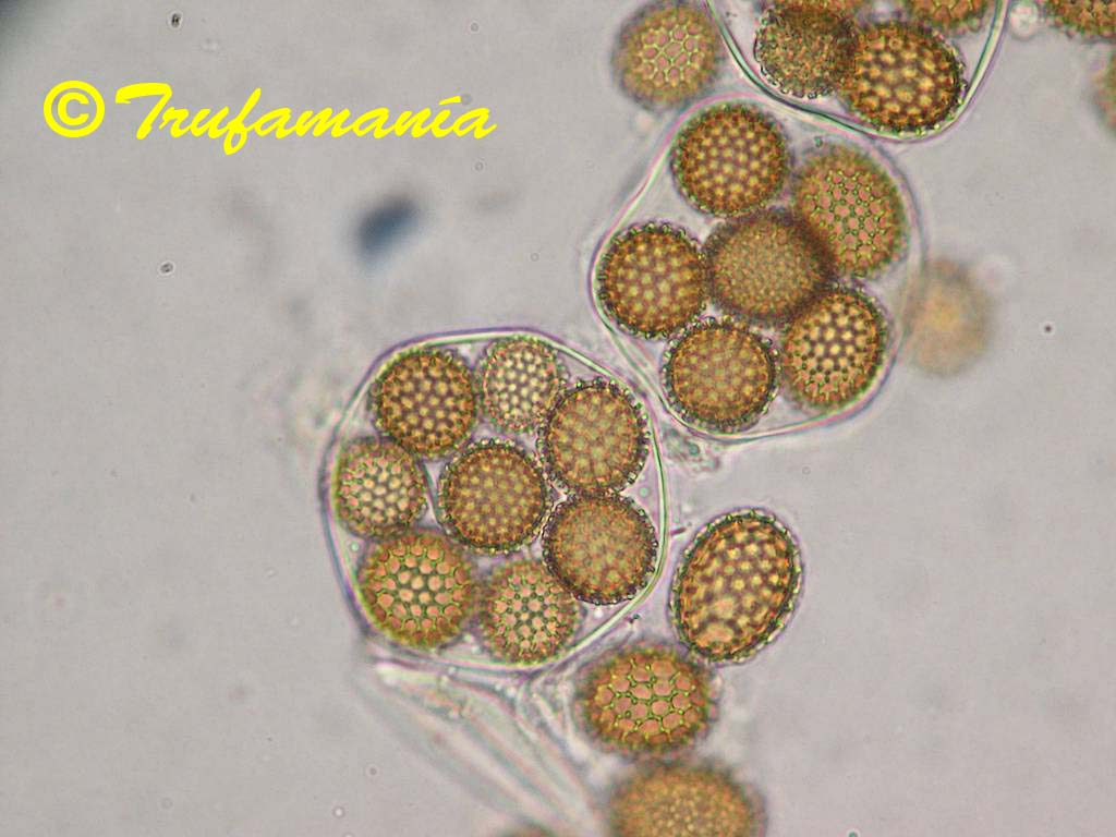 Tuber malenconii full description