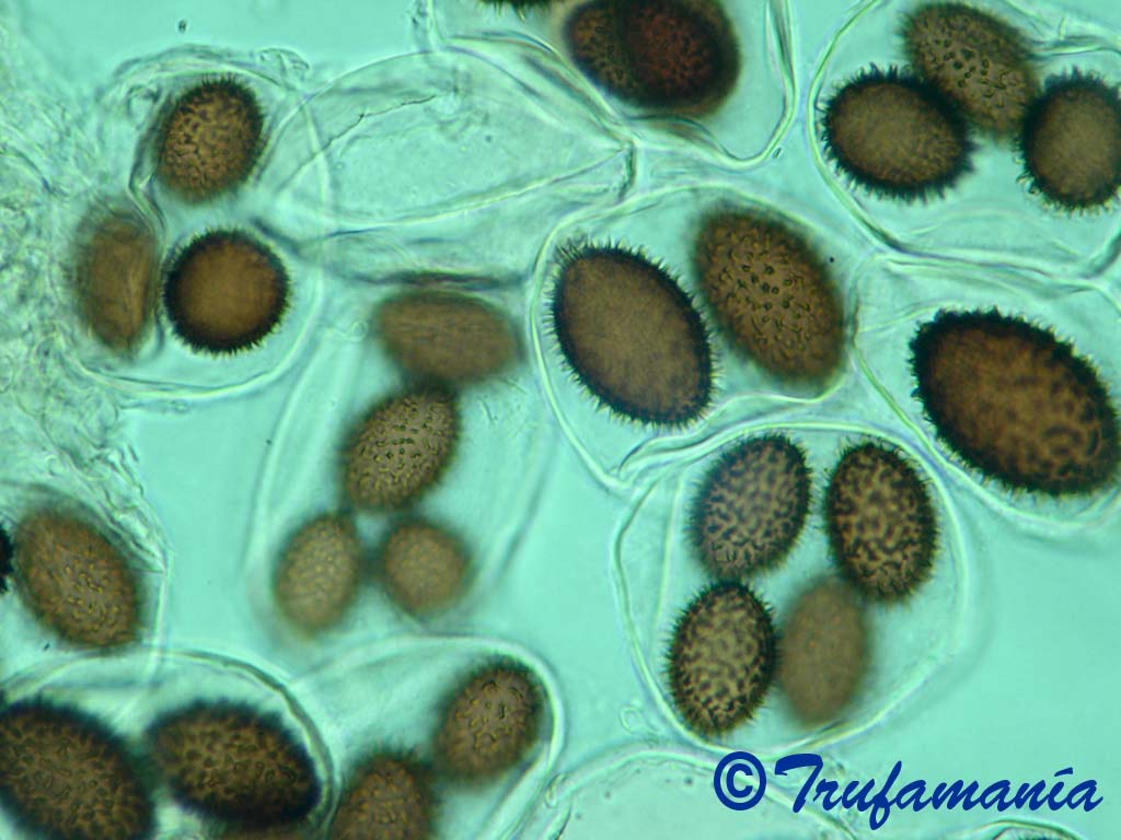 Tuber melanosporum full description