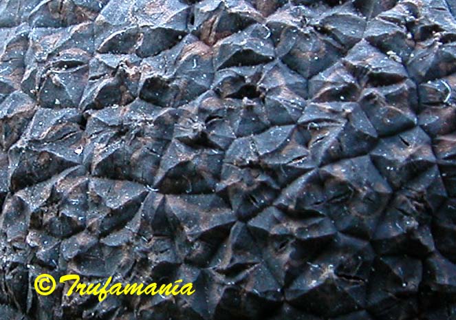 Tuber melanosporum - black truffle description and habitat | Trufamania