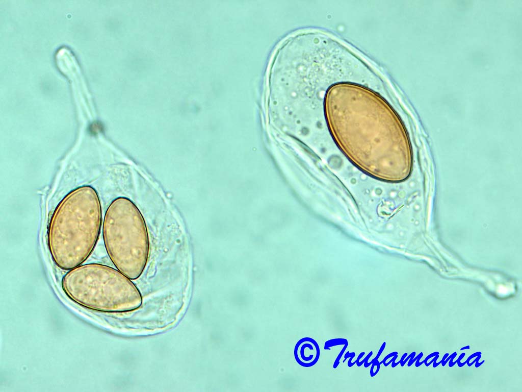 Tuber melosporum full description