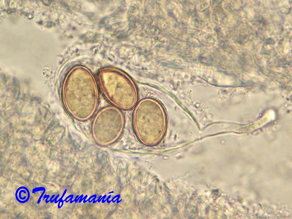 Tuber melosporum full description
