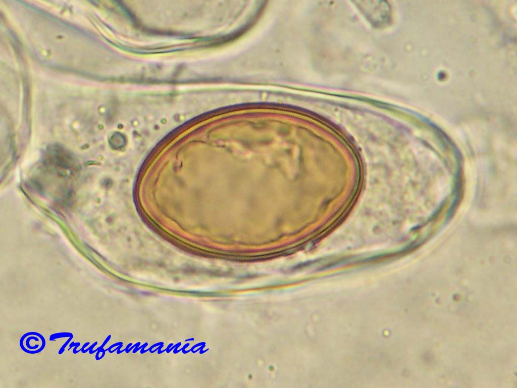 Tuber melosporum - species account, habitat and microscopy | Trufamania