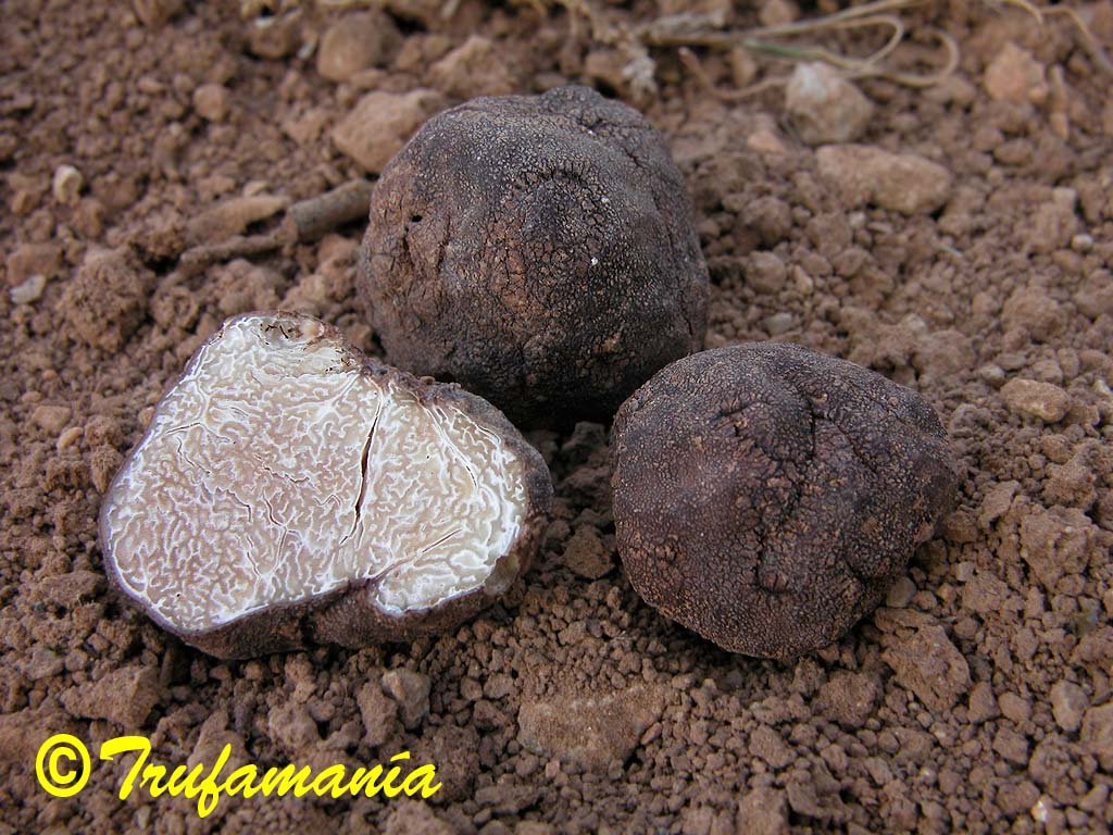 Tuber melosporum full description