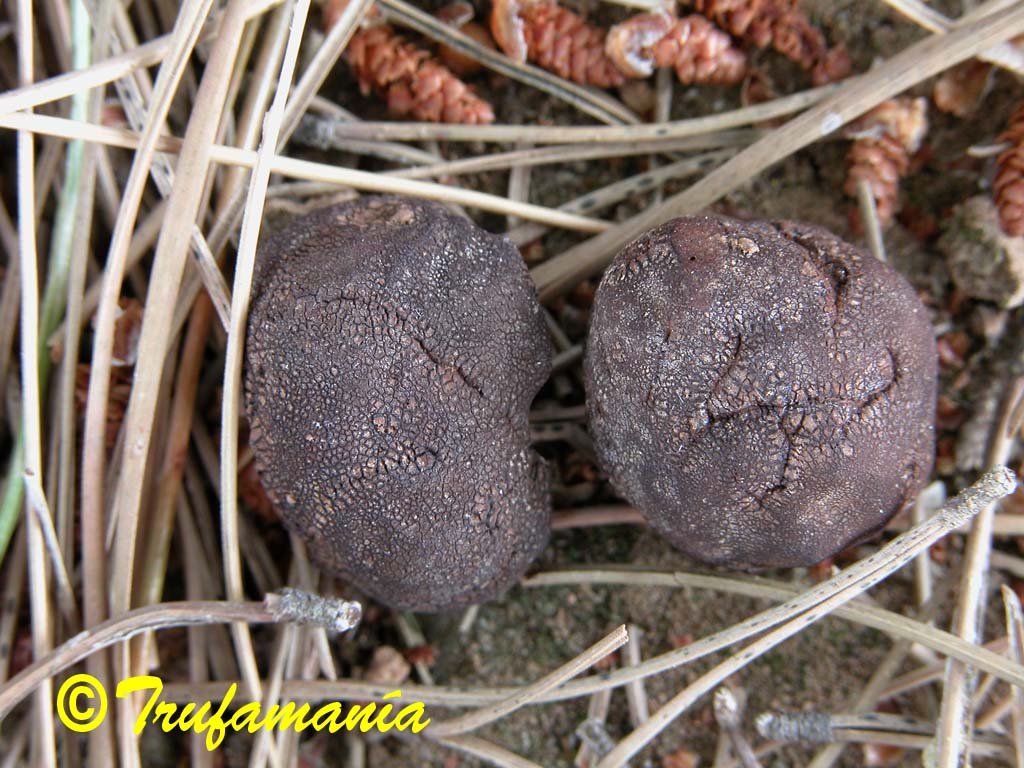 Tuber melosporum full description