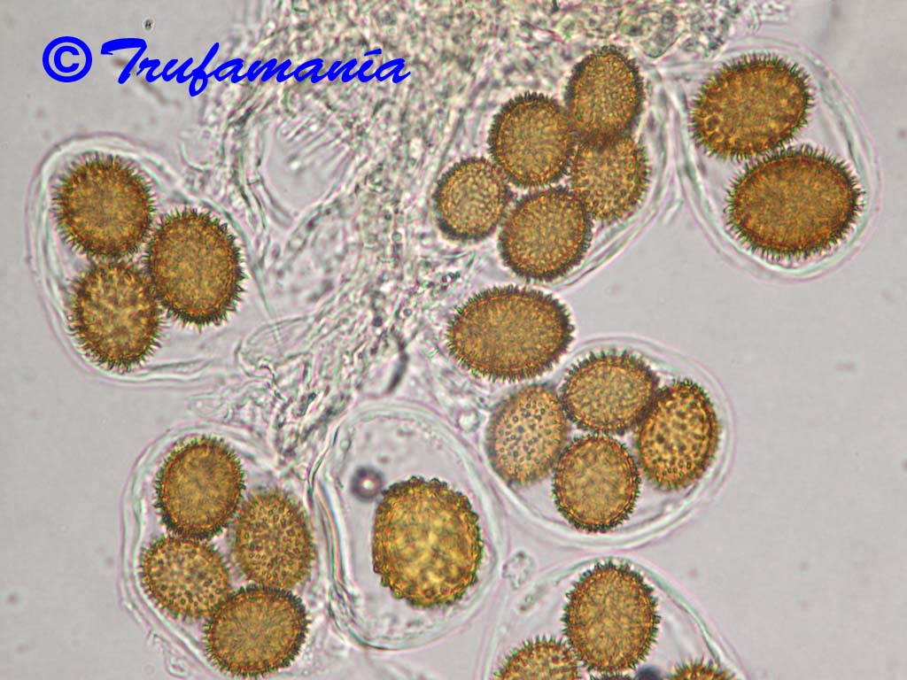 Tuber nitidum full description