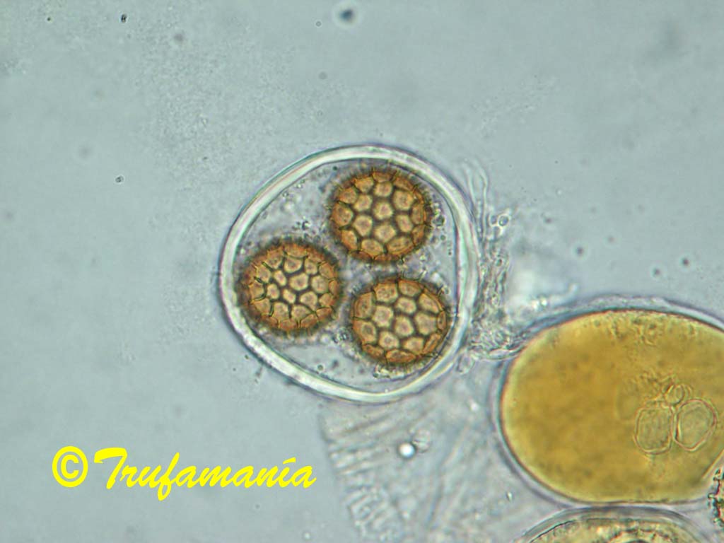 Tuber oligospermum full description