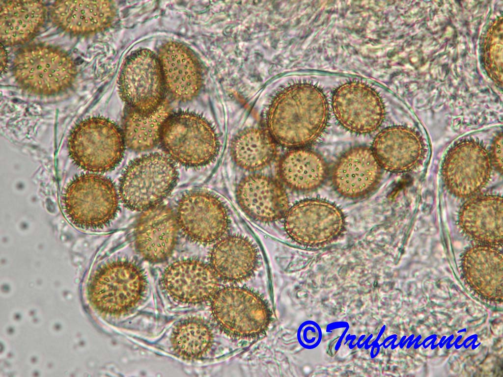 Tuber panniferum full description