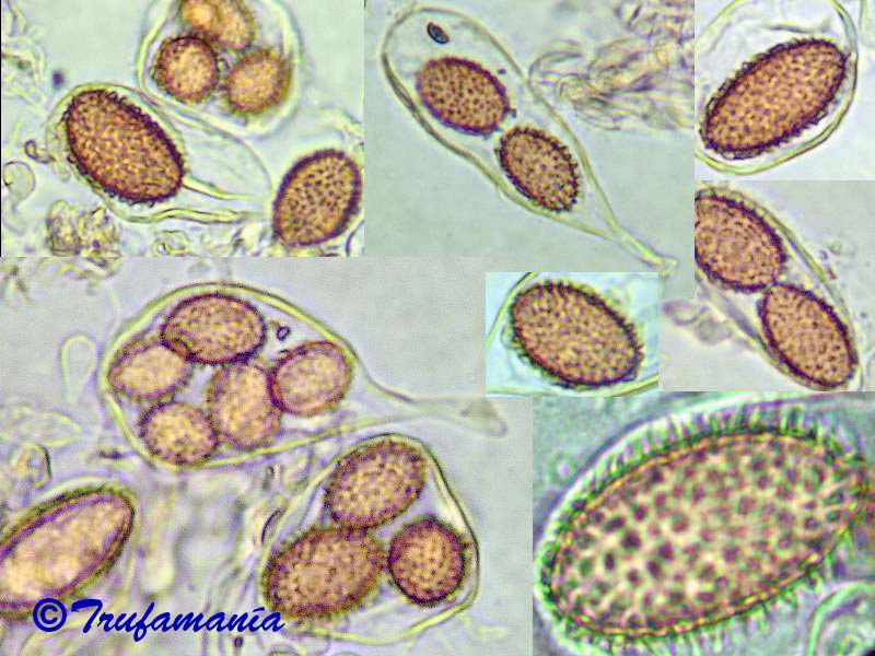 Tuber rufum full description