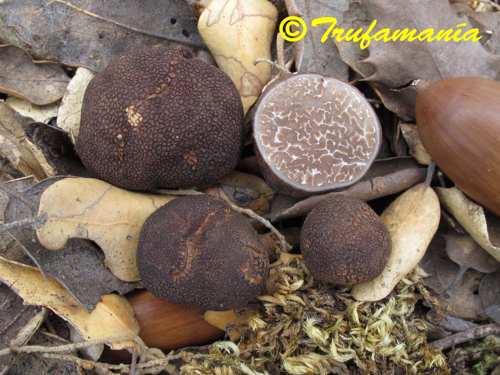 Tuber rufum full description