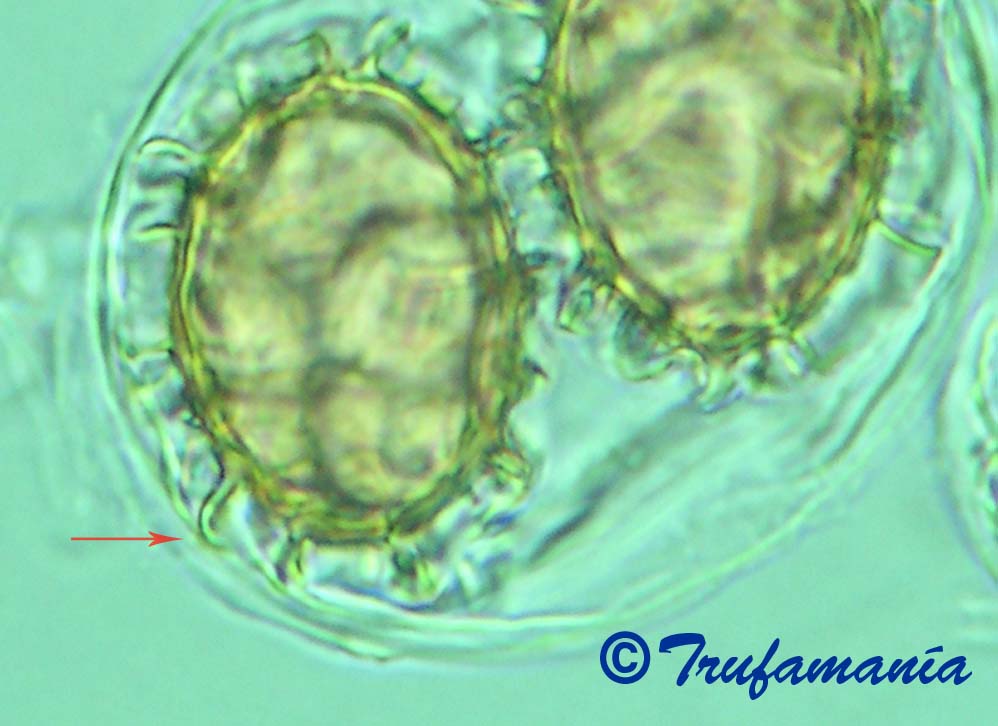 Tuber uncinatum full description